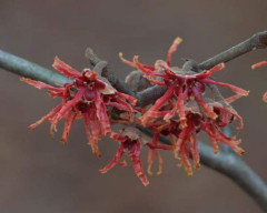 Does anyone grow witch hazel (hamamelis)?