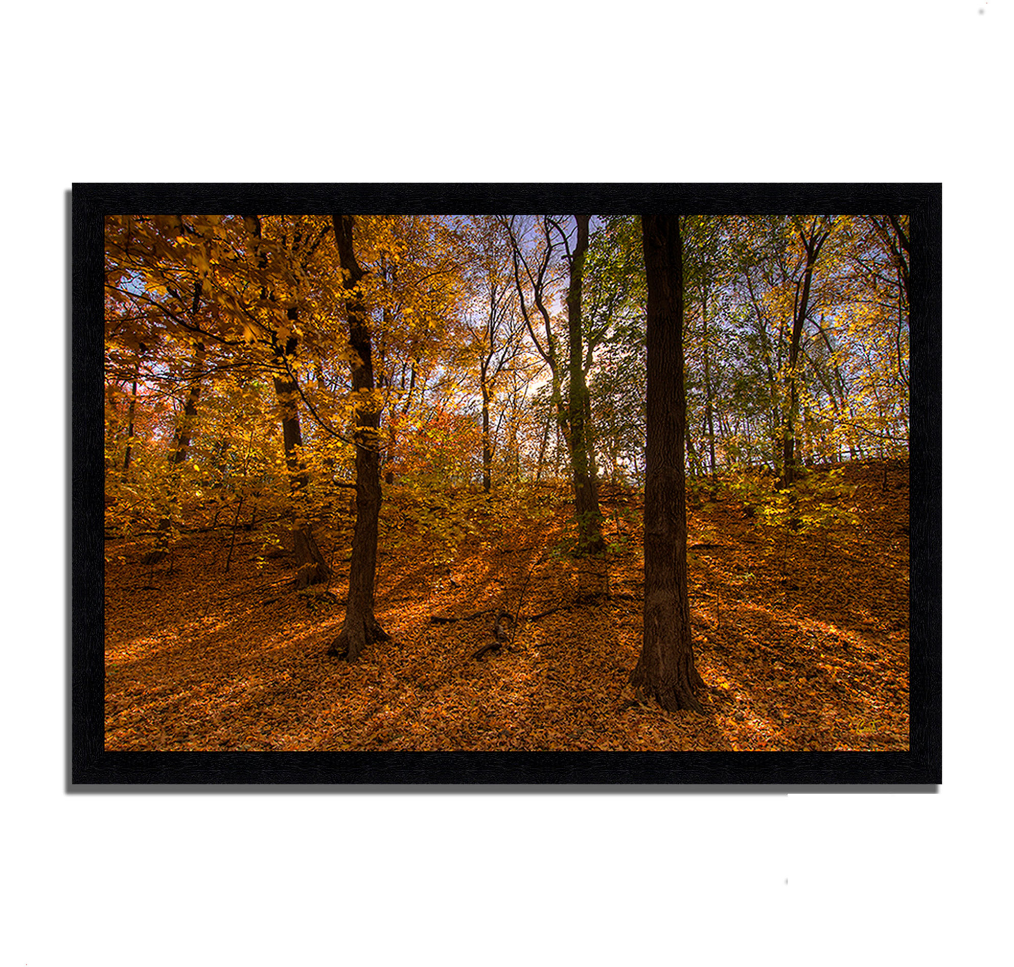 "Sun Spackled Wood ", Framed Photograph Print, Ready To Hang ...