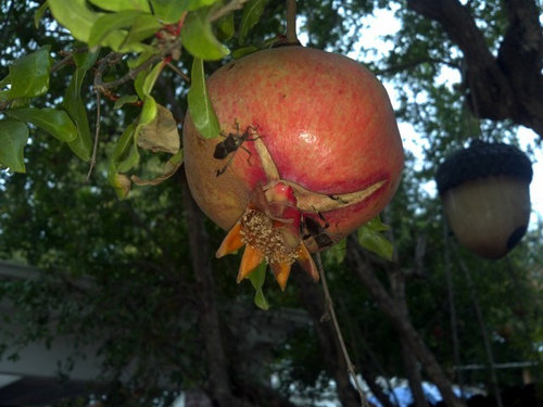 Bug eating my pomegranates