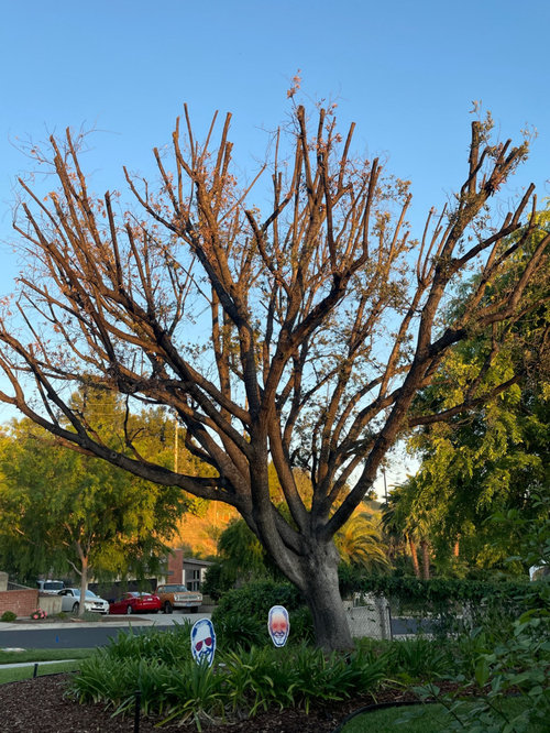 Our oak tree seems to be slowly dying, what can we do?