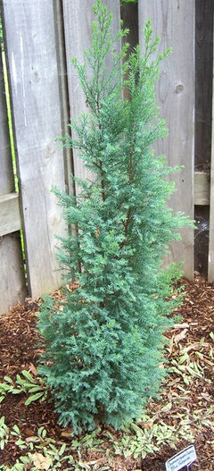Chamaecyparis lawsoniana 'Blue Surprise' | Houzz Forum