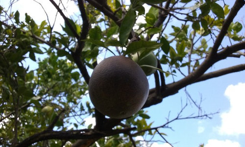 What's wrong with my orange tree?