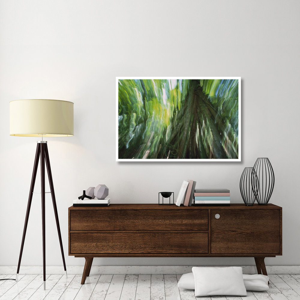 Walking Palm Showing Stilt Roots, With Abstract Rainforest Patterns, 32 ...