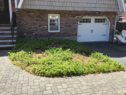 Addendum to “Front of house landscaping”