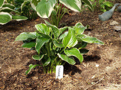 Hosta K 2019 .....
