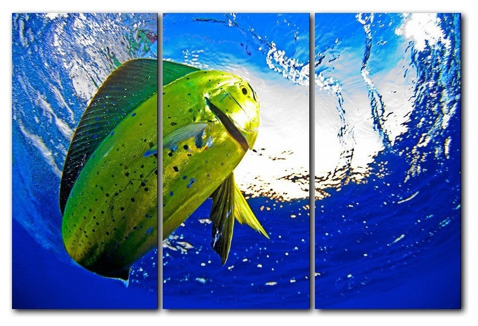 Ready2hangart Christopher Doherty Photography 'Mahi' 3-PC Canvas Art ...