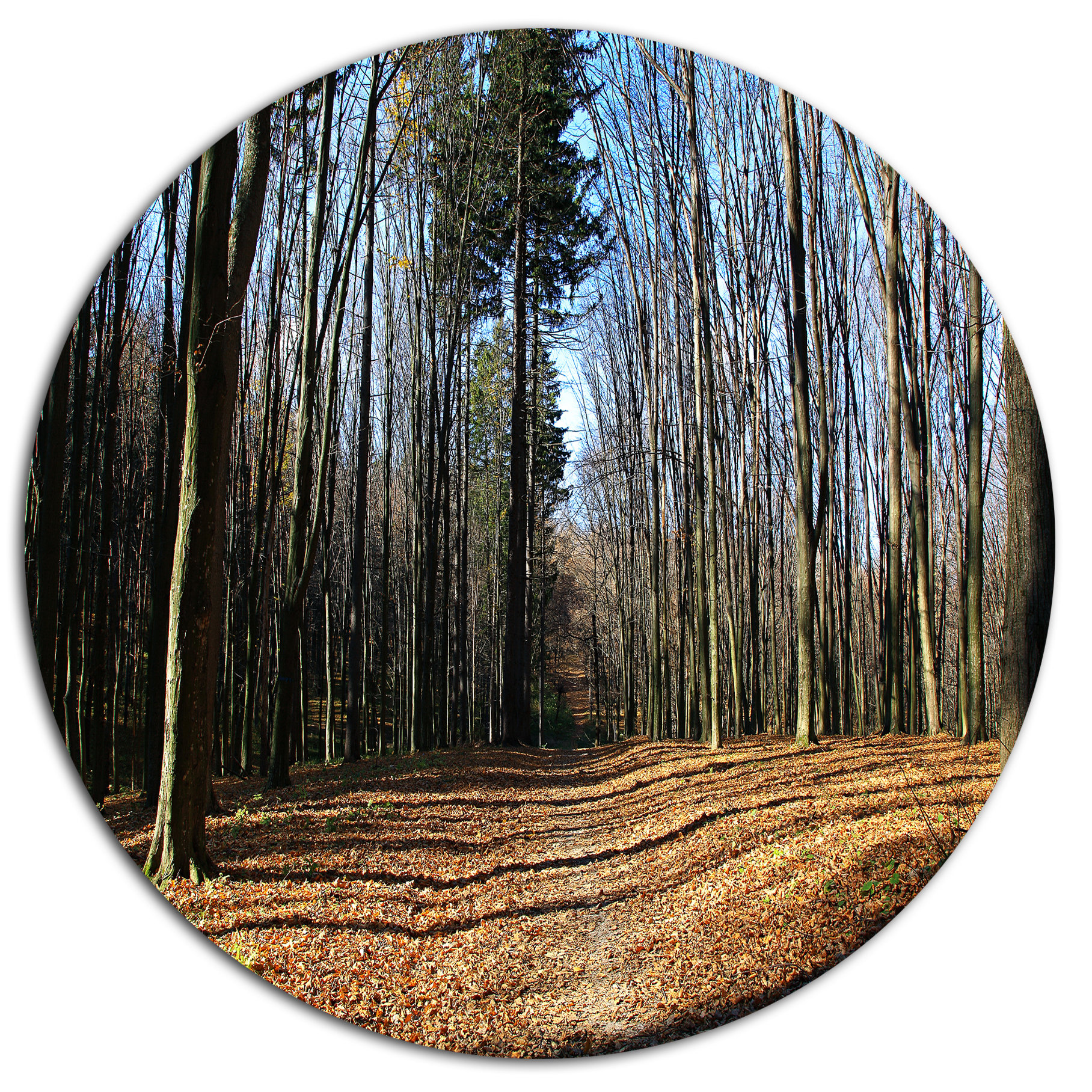 Fall Forest In Sunlight And Shadows, Forest Disc Metal Artwork, Disc of ...