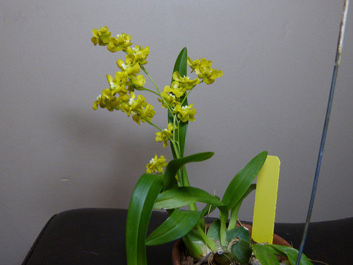 Oncidium cheirophorum