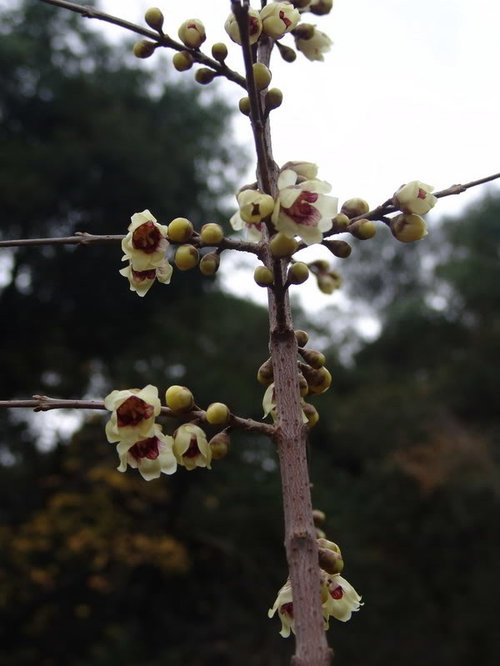 Wintersweet ( La- Mei) Starts to Bloom