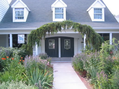 What kind of evergreen to use for this arch -pic-