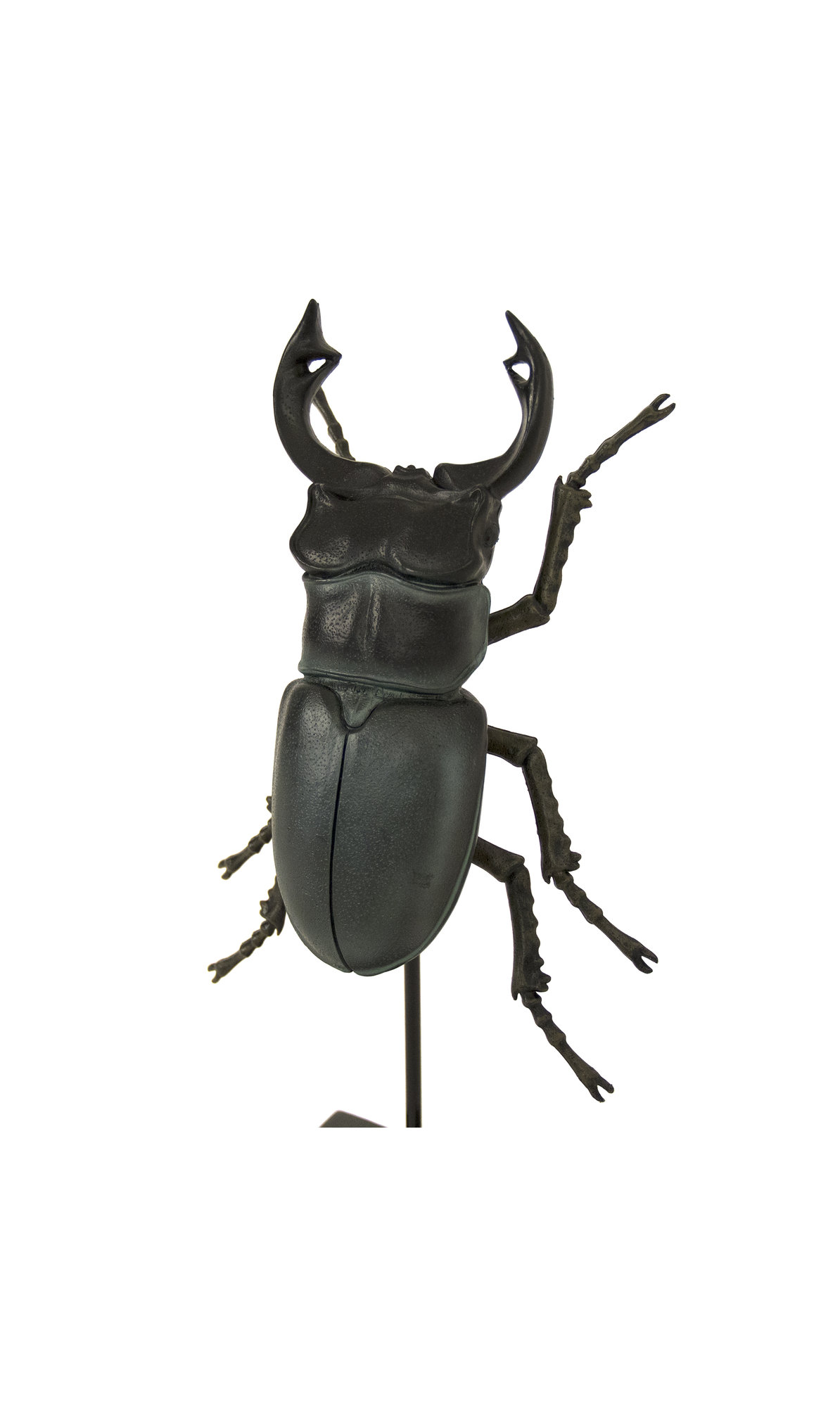 Stag Beetle On Stand, Large - Contemporary - Decorative Objects And ...