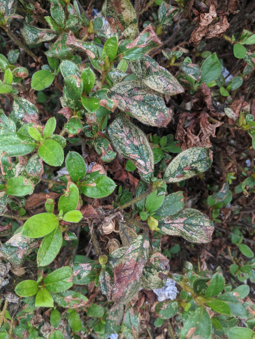 Rusting azaleas: help needed!!!