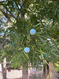 Tree Identification - small yellow fruits?
