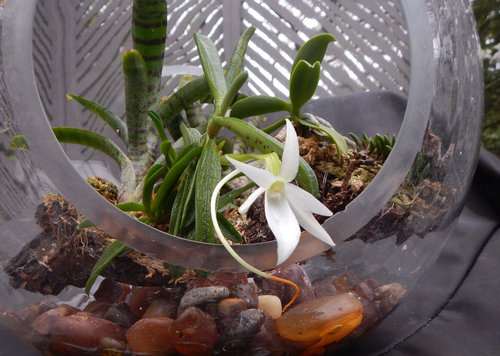 Angraecum equitans