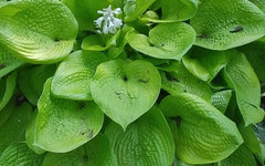 Trip to Fox Hosta Farm | Houzz Forum