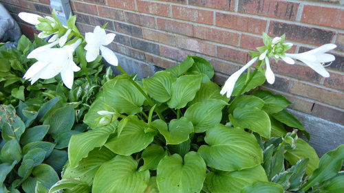 Bridal Lilac first ever clump shot, lg hosta flower