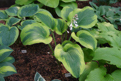 Hosta C 2023 .............................
