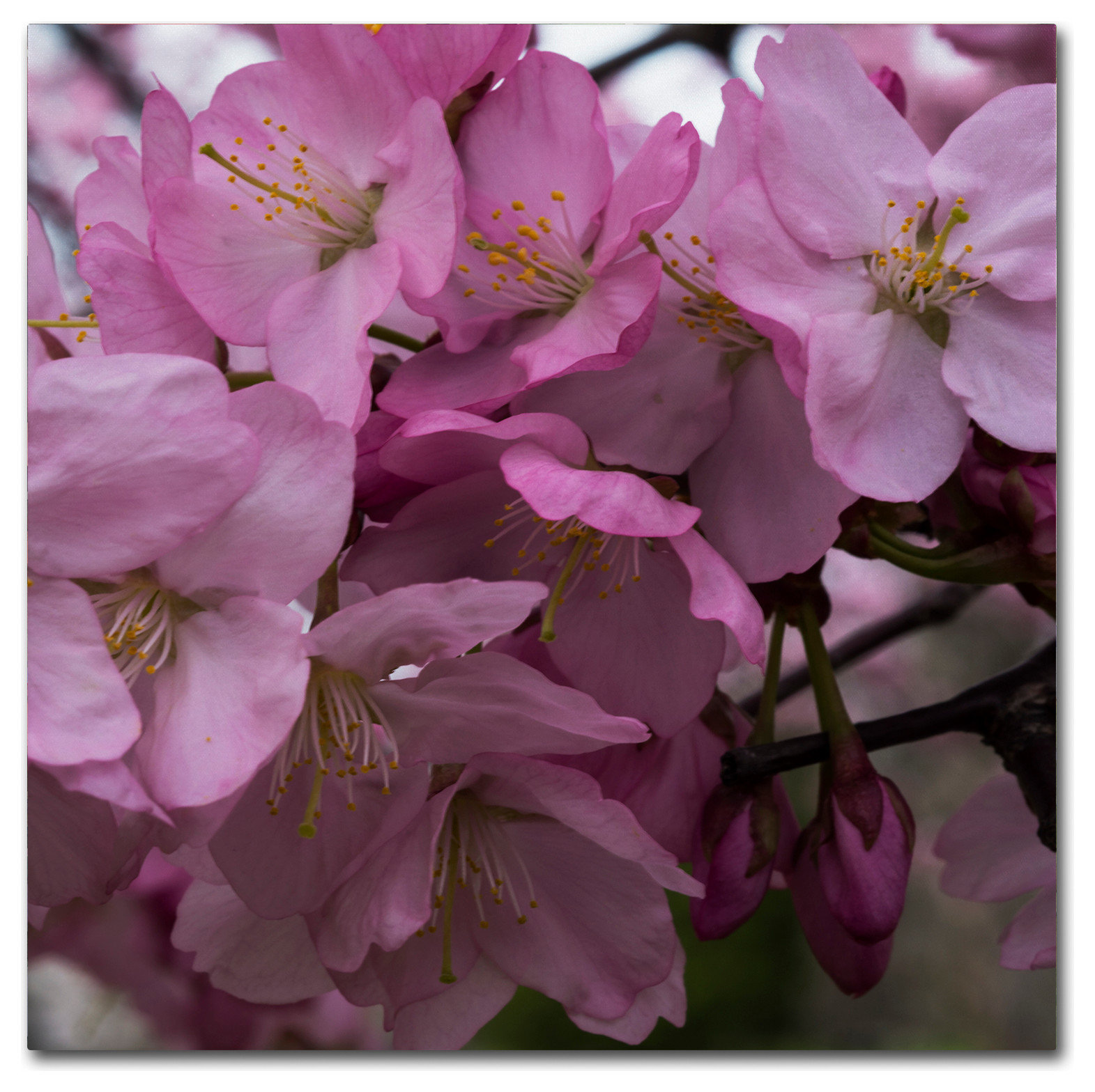 Kurt Shaffer 'Cherry Blossom Cluster' Canvas Art, 14x14 - Traditional ...
