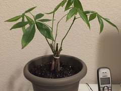 braided money tree dying