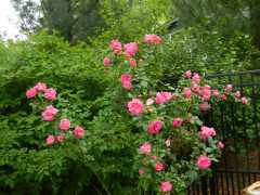 Climbing rose for zone 5 colorado