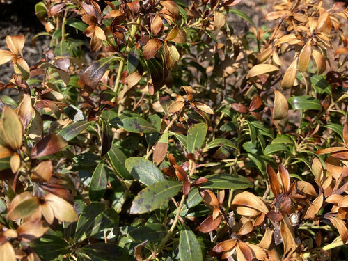 Inkberry Holly Leaves Turning Brown? Help!