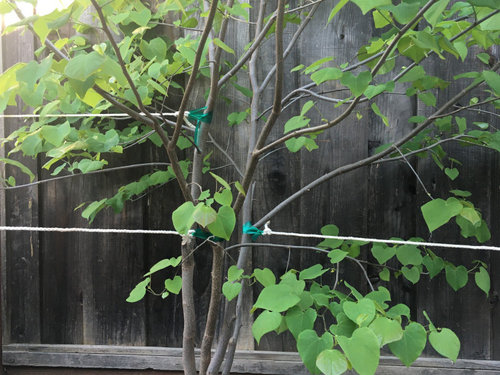 Multi-trunk redbud tree concern!