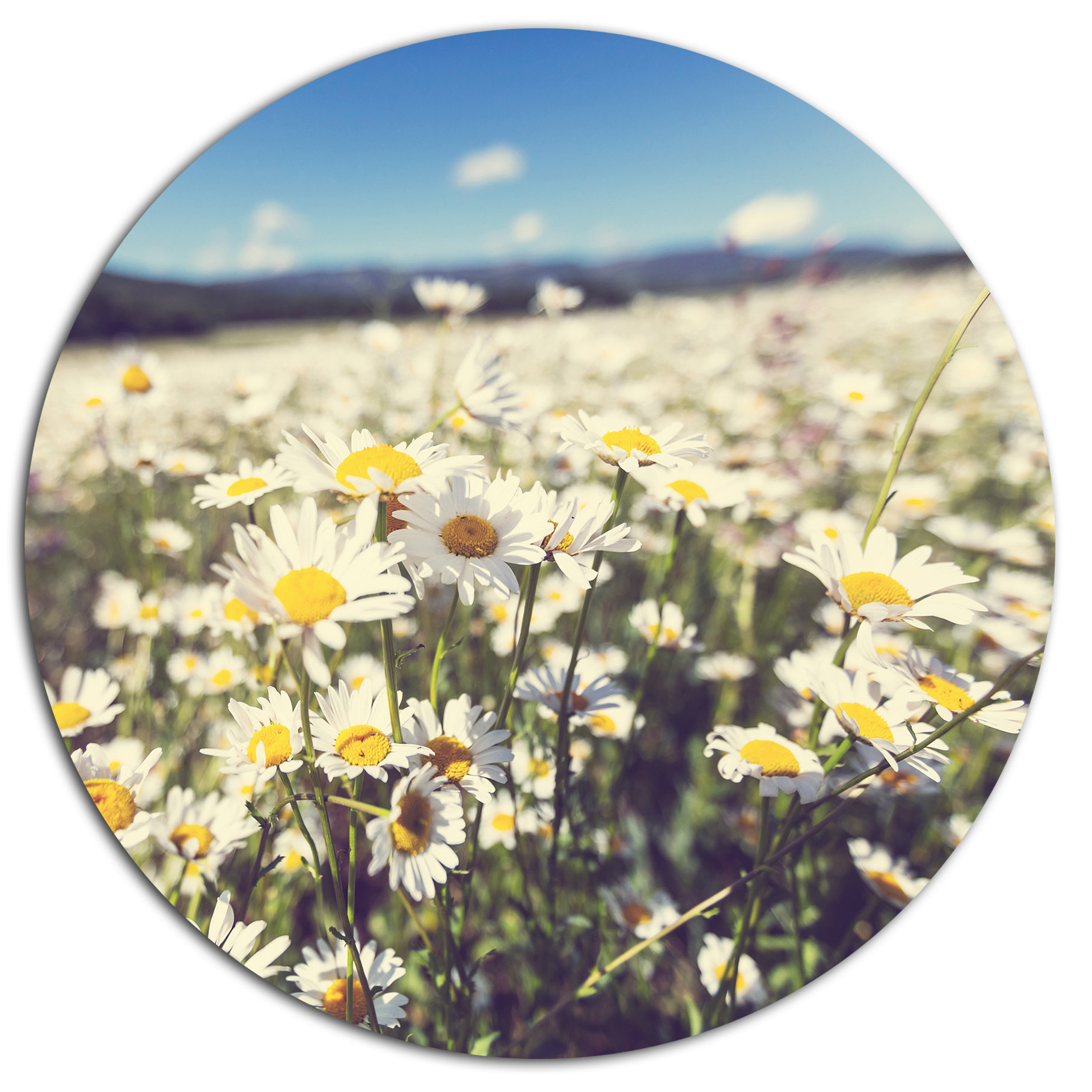 Mountain Plain With Daisy Flowers, Flower Large Disc Metal Artwork ...