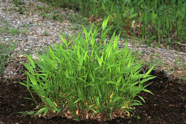 10 Essential Native Grasses and Sedges for Mid-Atlantic Gardens