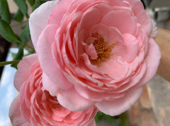 Best fruity fragrance: roses with strong and delicious scents