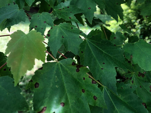 Maple tree sick?