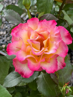 True bloom Roses