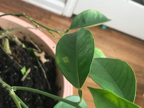 Help! Orange Tree Dying