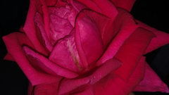 What is the largest rose flower