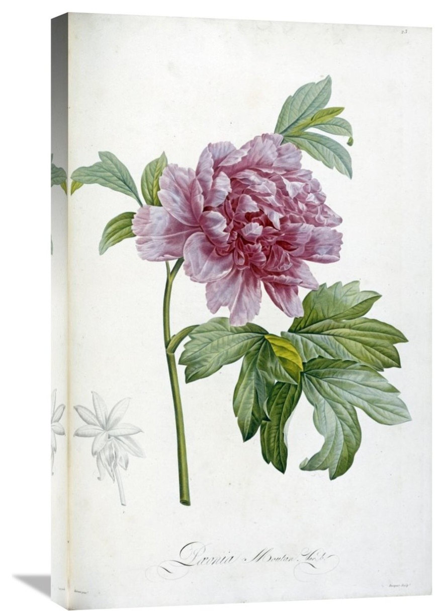 "Engraving of a Peony" Artwork, 19.1" x 30" - Traditional - Prints And ...