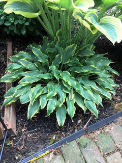 Hosta D 2020 ..............