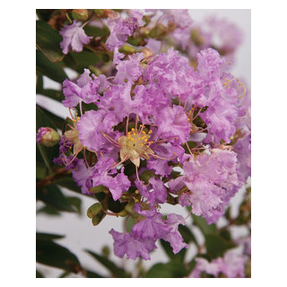 Early Bird™ Crapemyrtle Lavender Lagerstroemia hybrids - Miami - by ...