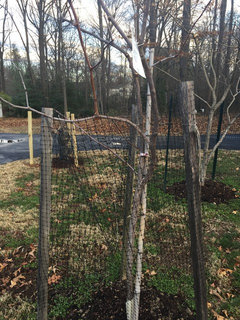 Jujube pollination and varieties | Houzz Forum
