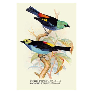 Superb Tanager; Paradise Tanager, 12" x 18" - Traditional - Prints And ...