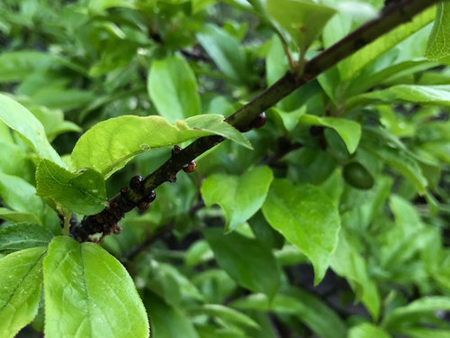 What is this bug / pest on my plum tree?!