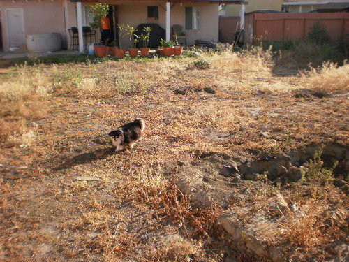Overgrown yard with mounds and holes: Where do we start?