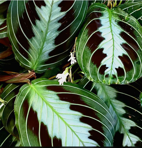 ISO BLACK MARANTA