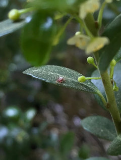 What are these insects on my Steeds Holly?