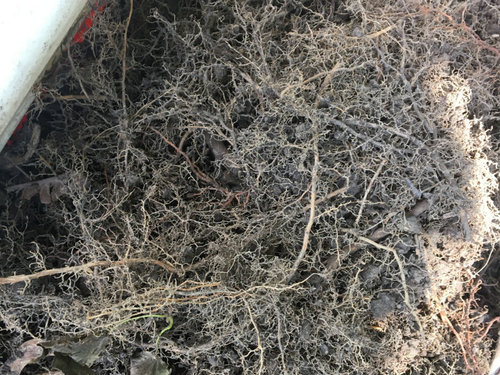 Garden infested with mat of roots