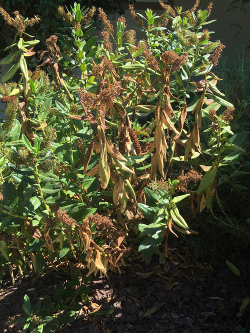 My Hebe Needs Help!