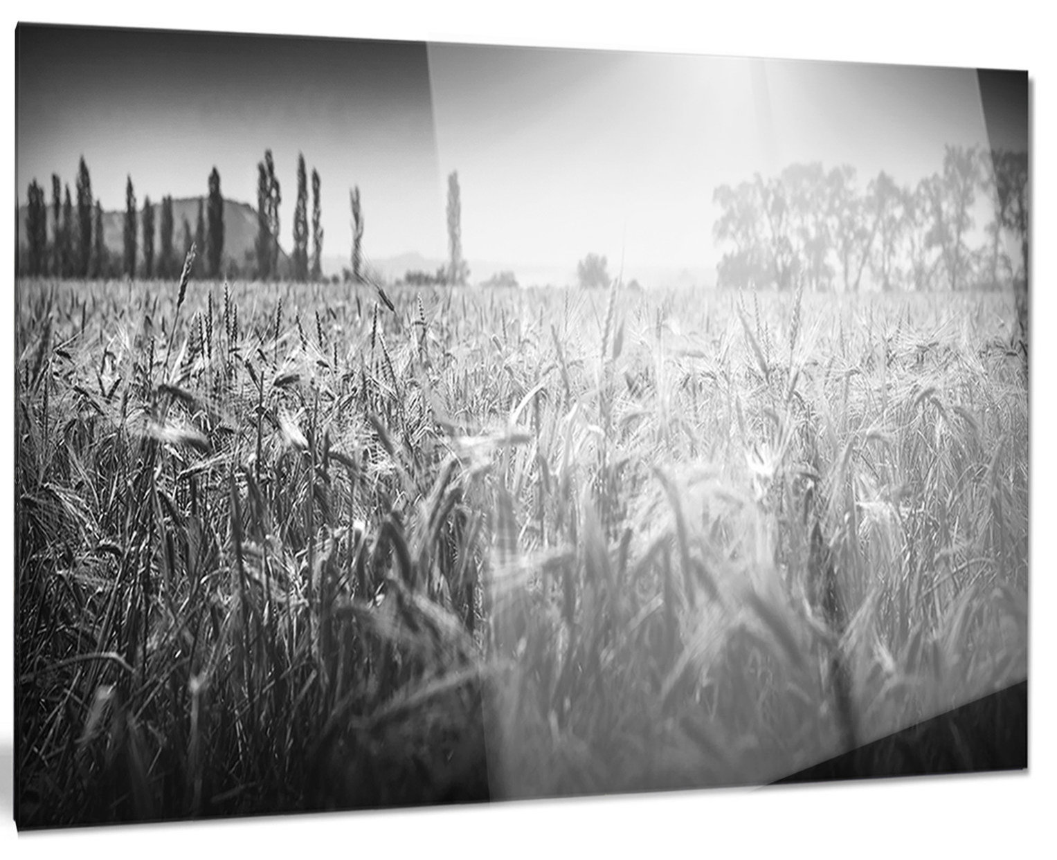 "Black and White Wheat Field" Glossy Metal Wall Art, 28"x12 ...