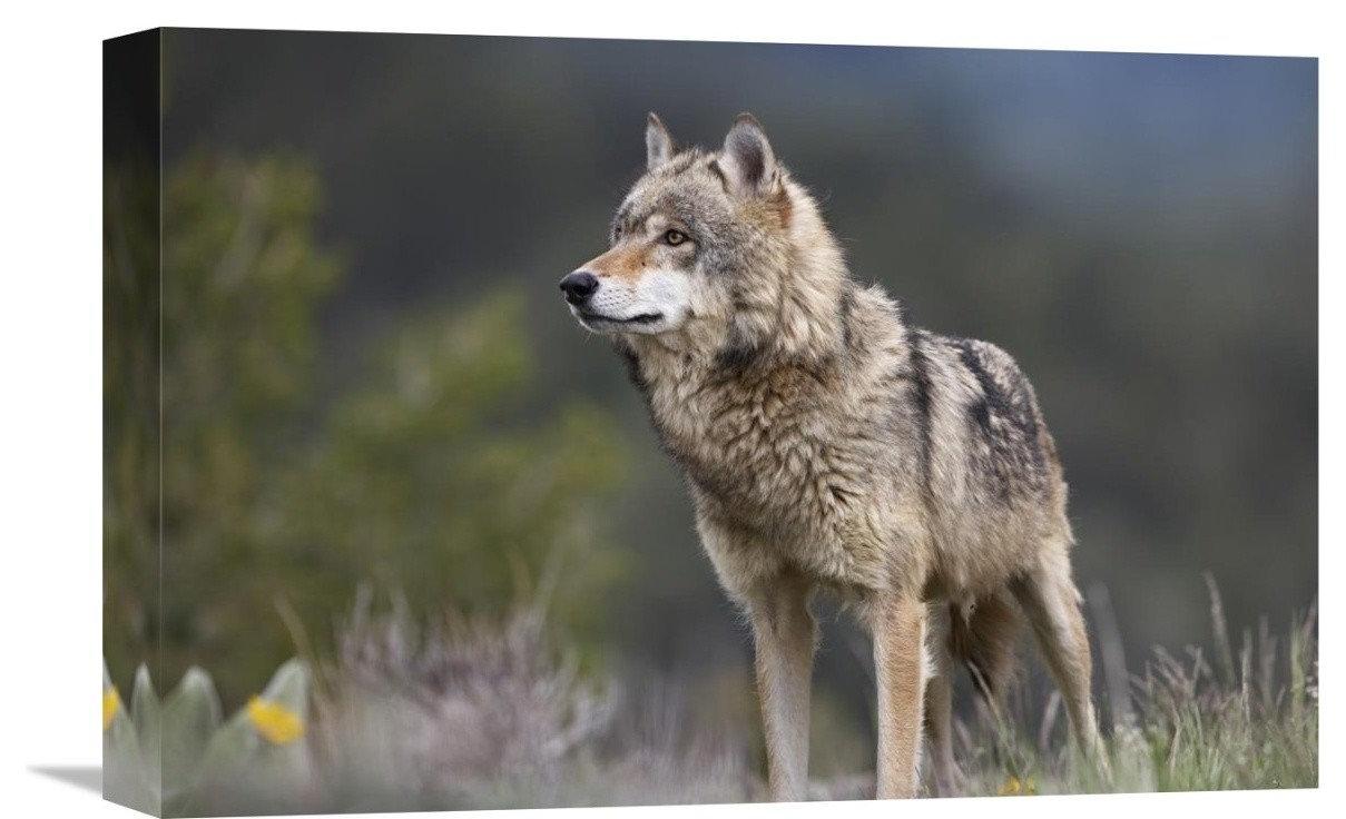 "Gray Wolf , North America" Artwork, 18" x 12" - Rustic - Prints And ...