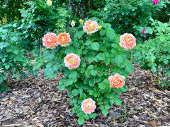 Grandiflora Rose - Fun in the Sun (1st year - 1st flush) | Houzz Forum