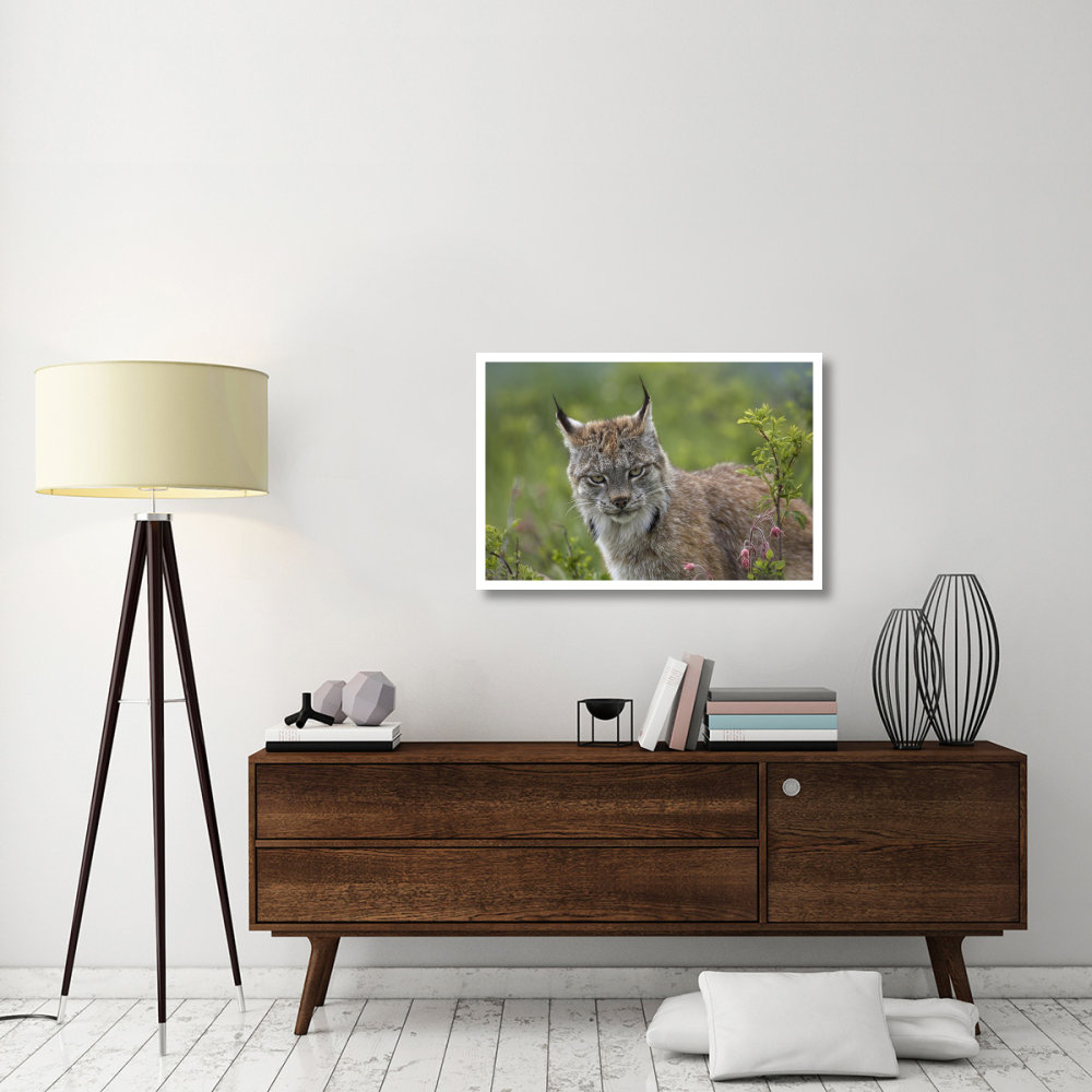 "Canada Lynx portrait, North America" Paper Print by Tim Fitzharris, 20 ...