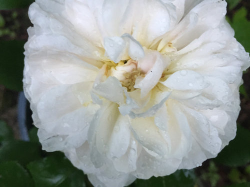 Help ID please? White and ruffly