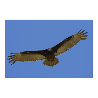 Turkey Vulture Soaring Overhead, Native To North America-Paper Art, 24 ...